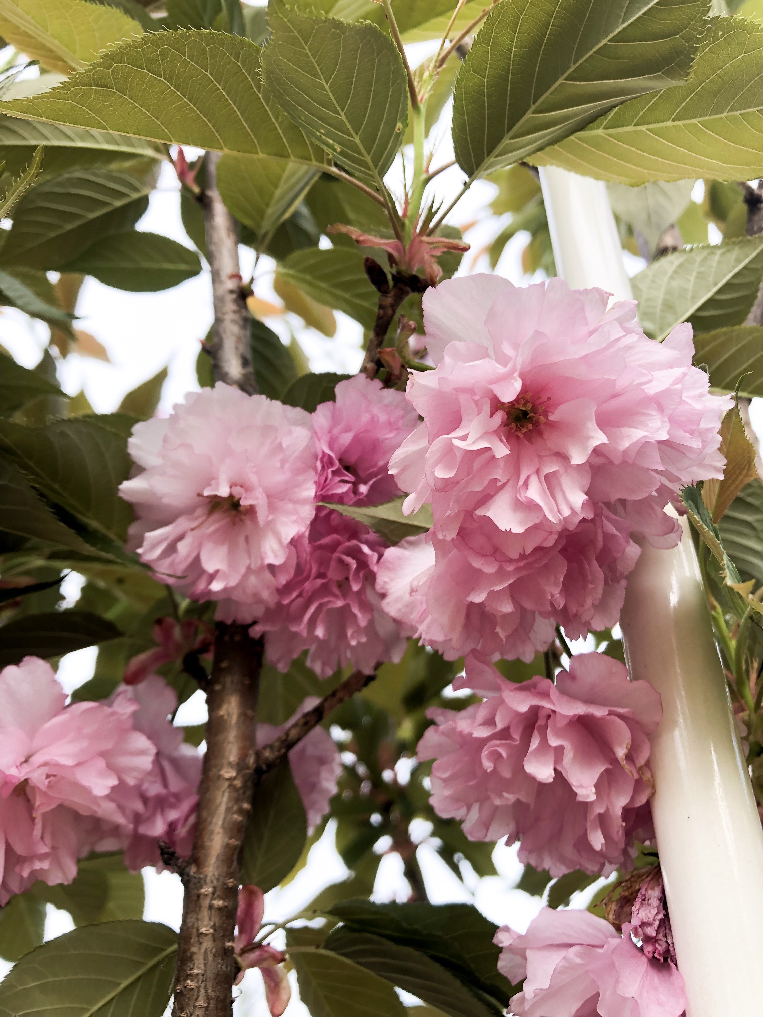Prunus serrulata | Flowering Cherry | Kwanzan Cherry | DR Snell Wholesale