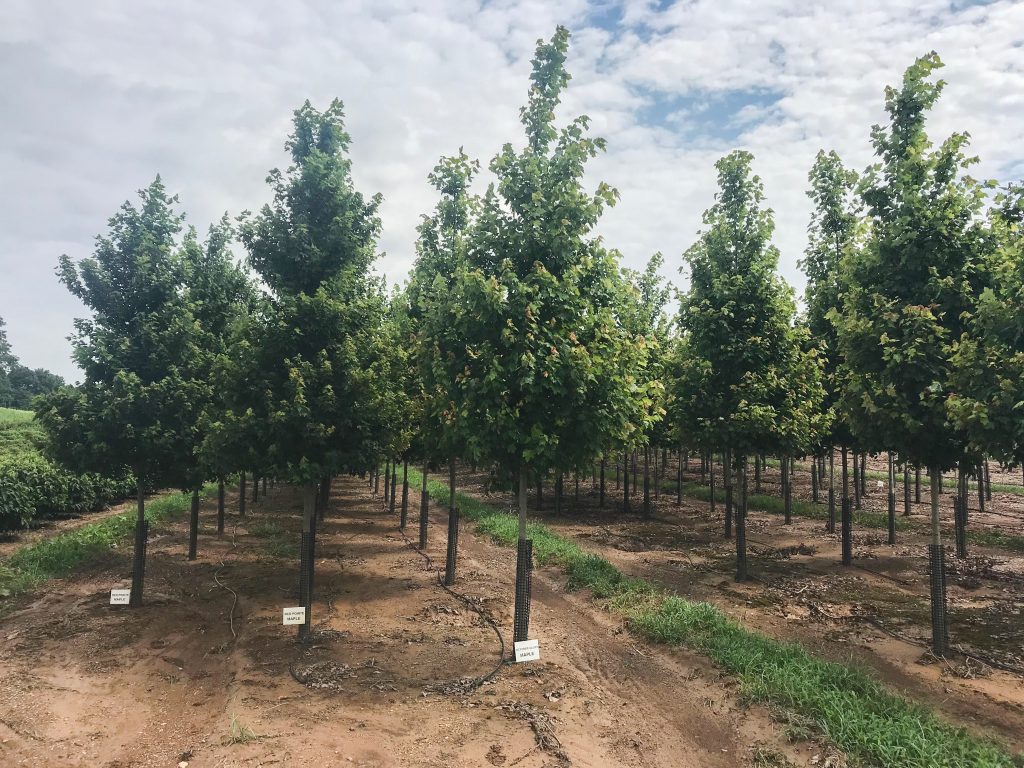 Acer rubrum | Red Maple | Redpointe® | DR Snell Wholesale