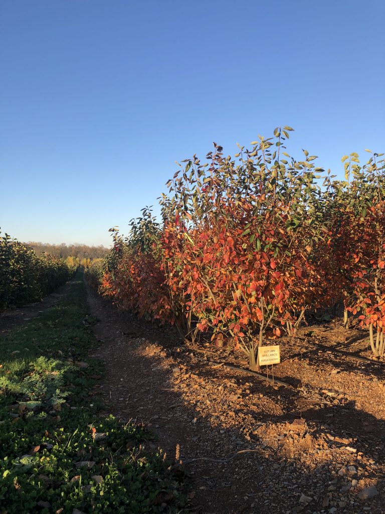 Amelanchier grandiflora | Serviceberry | Autumn Brilliance | Multi Stem ...