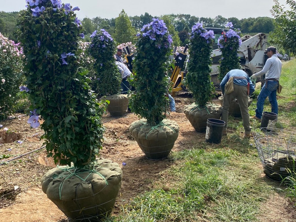 Hibiscus syriacus | Rose of Sharon | First Editions® Hawaii™ | DR Snell ...